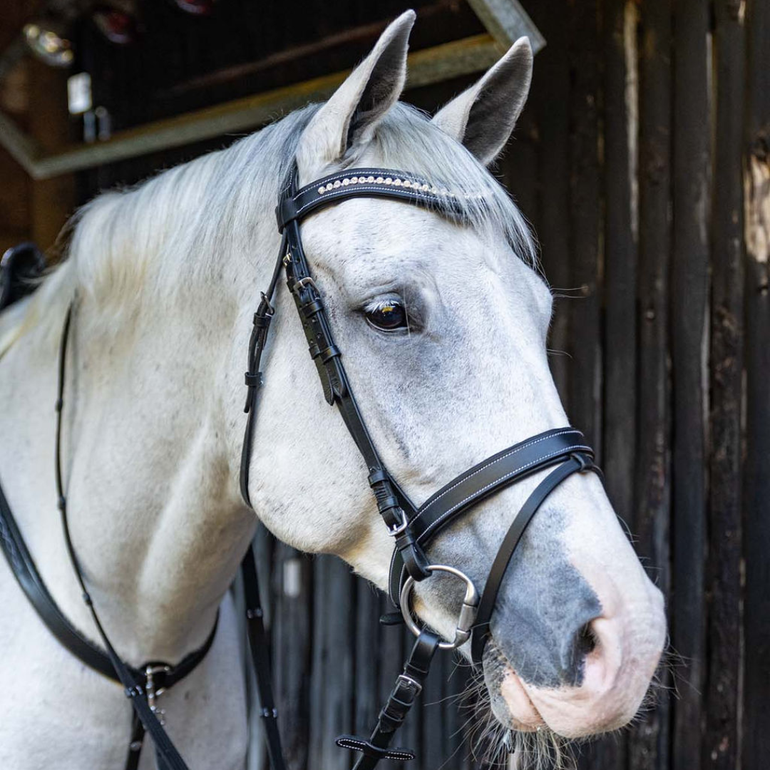 BLUE STEEL PREMIUM BRIDLE – Riders Saddlery